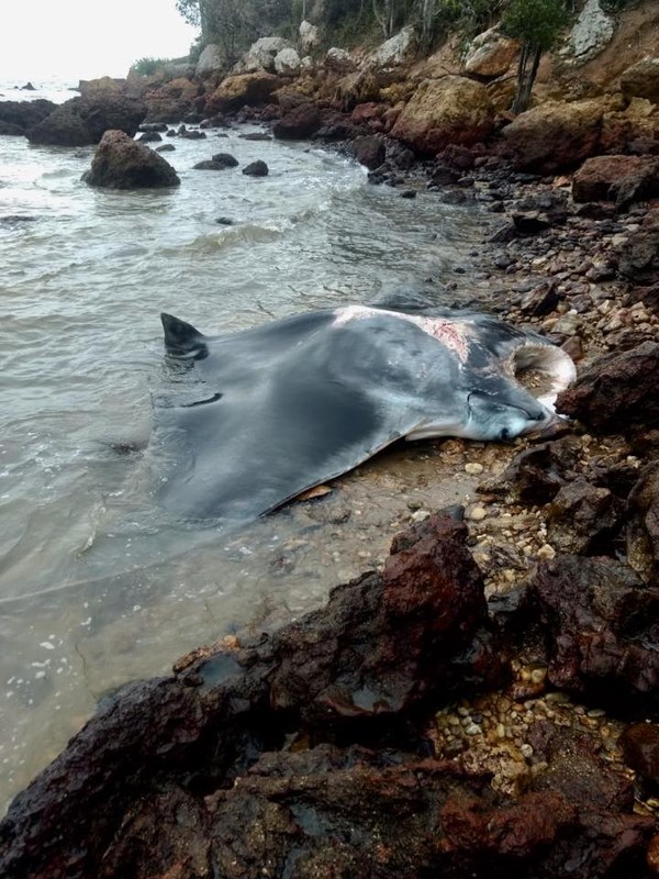 Arraia gigante é encontrada morta em Búzios – Clique Diário
