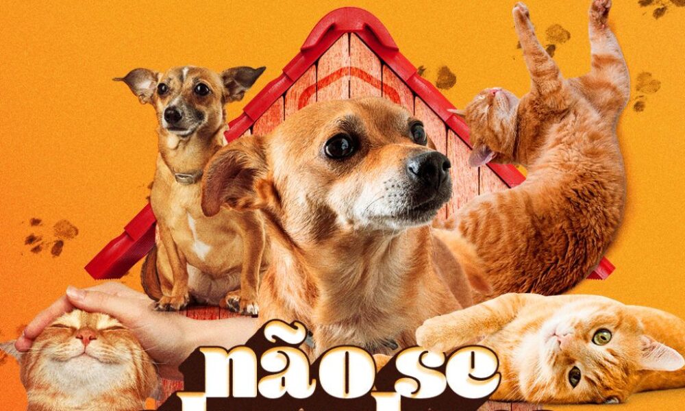 Prefeitura promove a campanha Dezembro Caramelo para combate ao ...