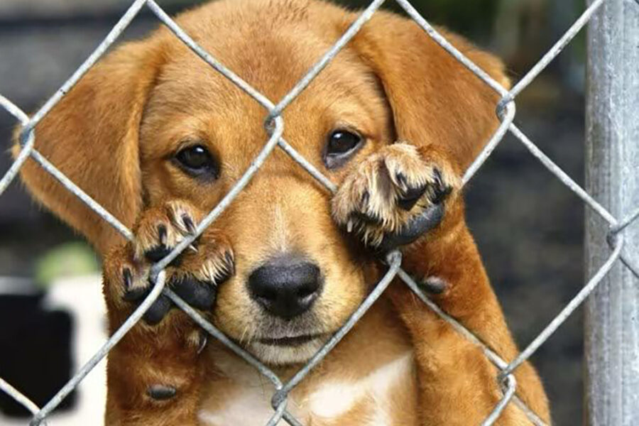 Feira de Adoção animal fortalece políticas de proteção animal em São ...